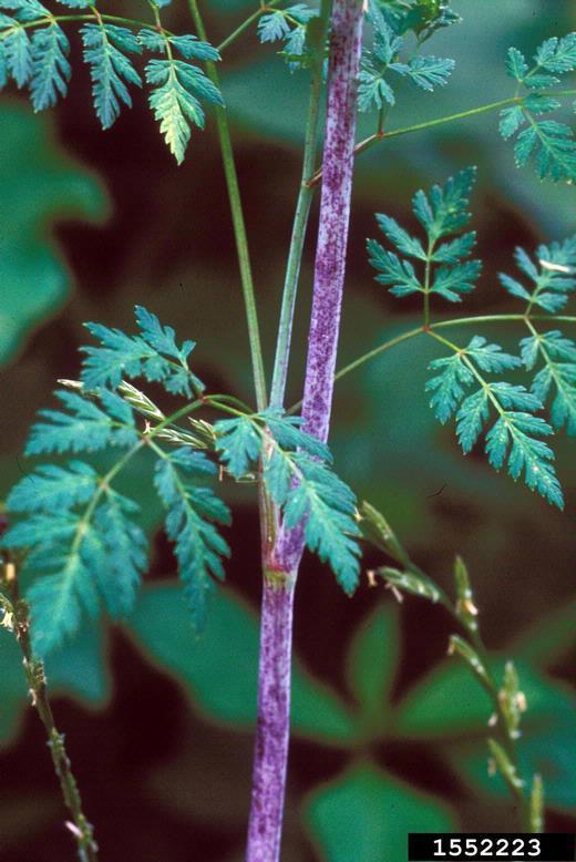 poison hemlock (Forbes SF) · iNaturalist