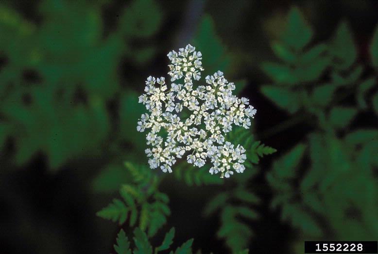 poison hemlock (Forbes SF) · iNaturalist