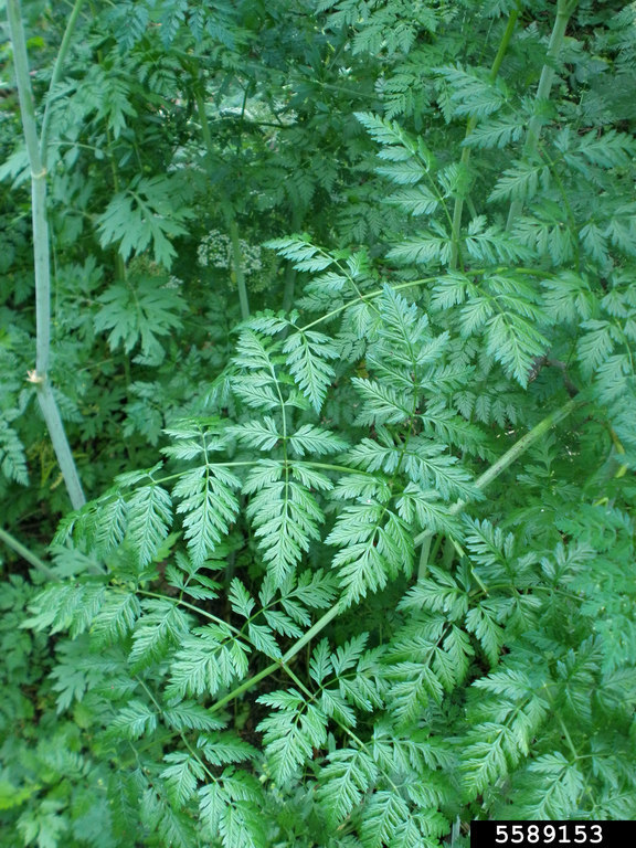 poison hemlock (Forbes SF) · iNaturalist