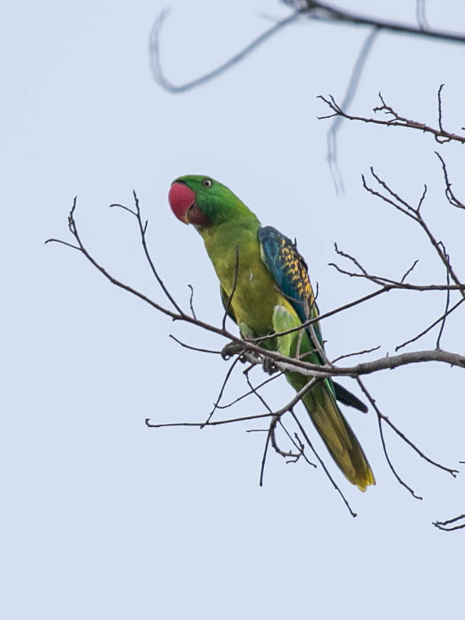Great-billed Parrot in September 2019 by Richard Yank. Near Weda ...