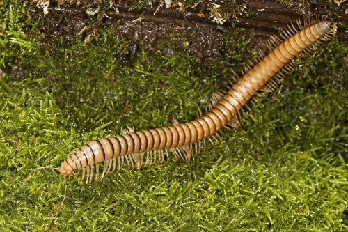 Eurygyrus ochraceus · iNaturalist