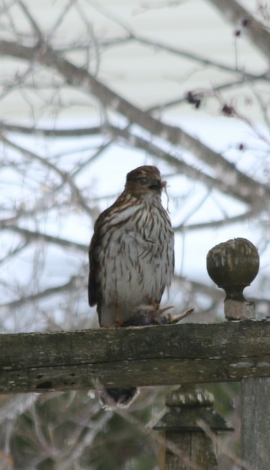 Cooper's Hawk from Ottawa, ON K4A 3B3, Canada on March 8, 2021 at 03:42 ...