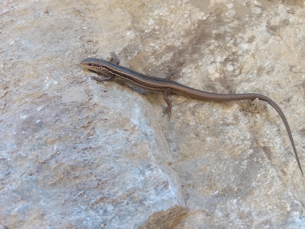 Himalaya Ground Skink from Kashawri, Himachal Pradesh, India on 22 ...