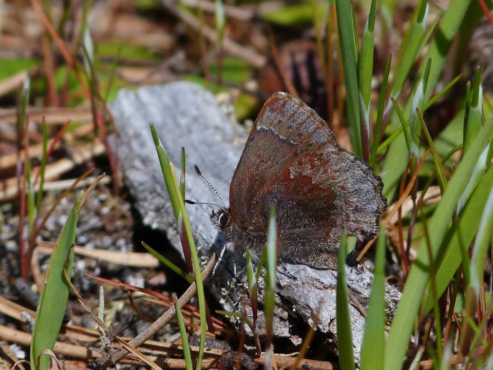 Callophrys polios maritima in April 2015 by svillebirder · iNaturalist