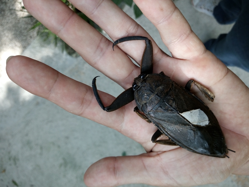 Lethocerus collosicus from Joaquín Zetina Gasca, Q.R., México on ...