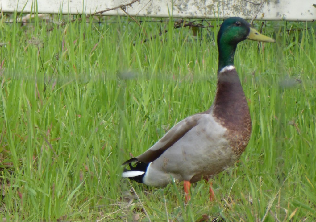 Mallard from Taylor Ranch Bird Sanctuary, Penryn, CA on March 08, 2021 ...