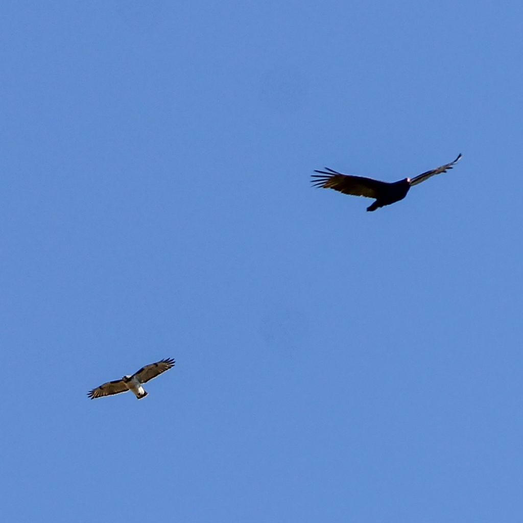 Red-tailed Hawk from 160 Jackson Mill Rd, Weston, WV 26452, USA on ...