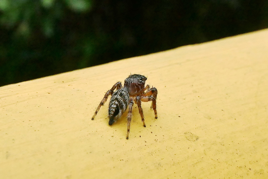Evarcha Jumping Spiders from 香港青衣 on March 06, 2021 at 12:24 PM by K W ...