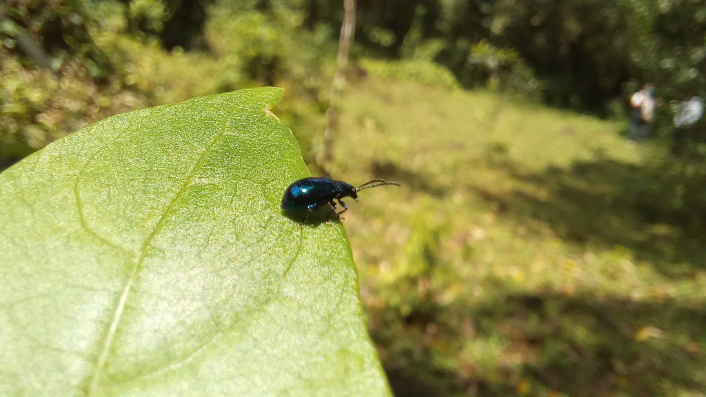 Flea Beetles from Catemaco, Ver., México on February 23, 2021 at 12:43 ...