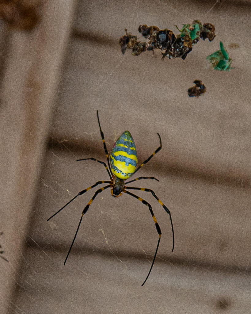 Joro Spider from Ichinono, Nachikatsuura, Higashimuro District ...