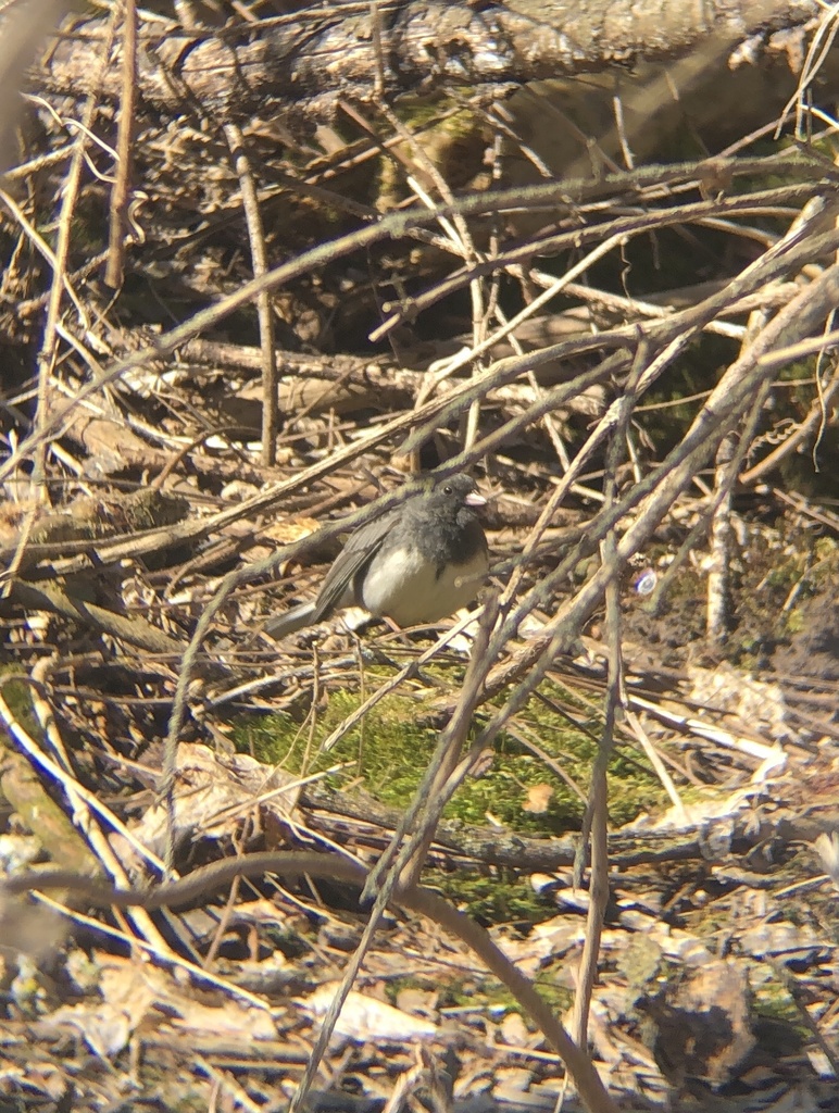 Dark-eyed Junco from Governor Nelson State Park, Waunakee, WI, US on ...
