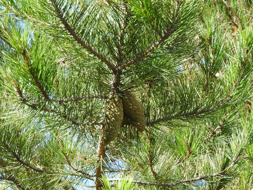 Pinus greggii greggii from Arteaga, Coah., México on October 29, 2017 ...