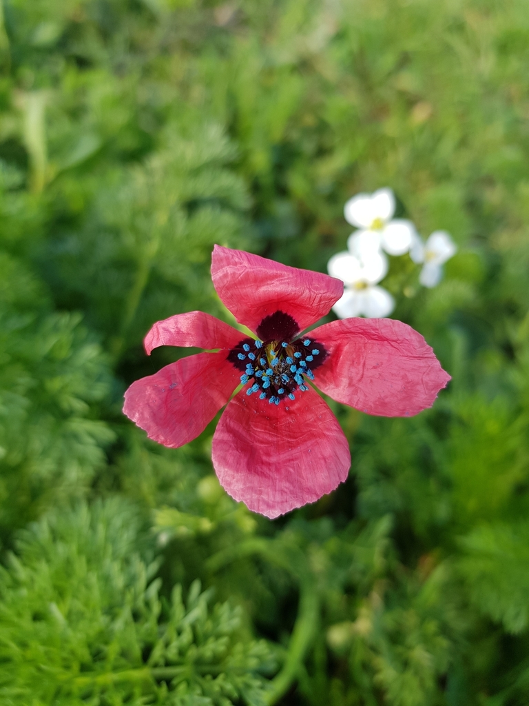 rough poppy from 93012 Gela CL, Italia on March 04, 2021 at 10:08 AM by ...