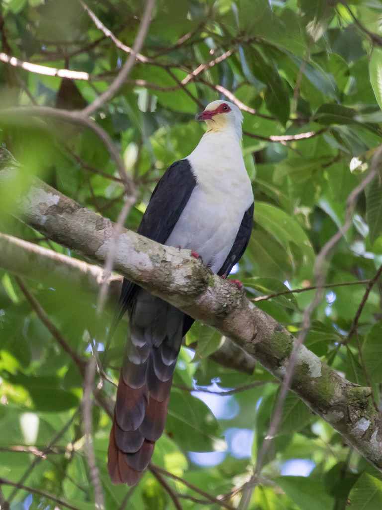 Great Cuckoo-Dove from Central Halmahera Regency, North Maluku ...