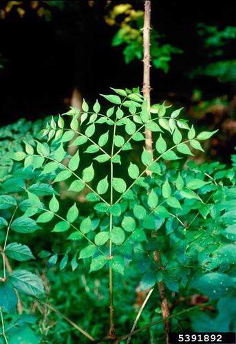 Japanese angelica tree (Forbes SF) · iNaturalist