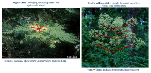 Japanese angelica tree (Forbes SF) · iNaturalist