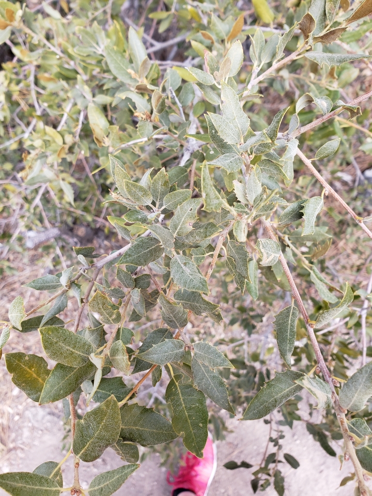 canyon live oak from Big Bear Lake, CA 92315, USA on March 09, 2021 at ...