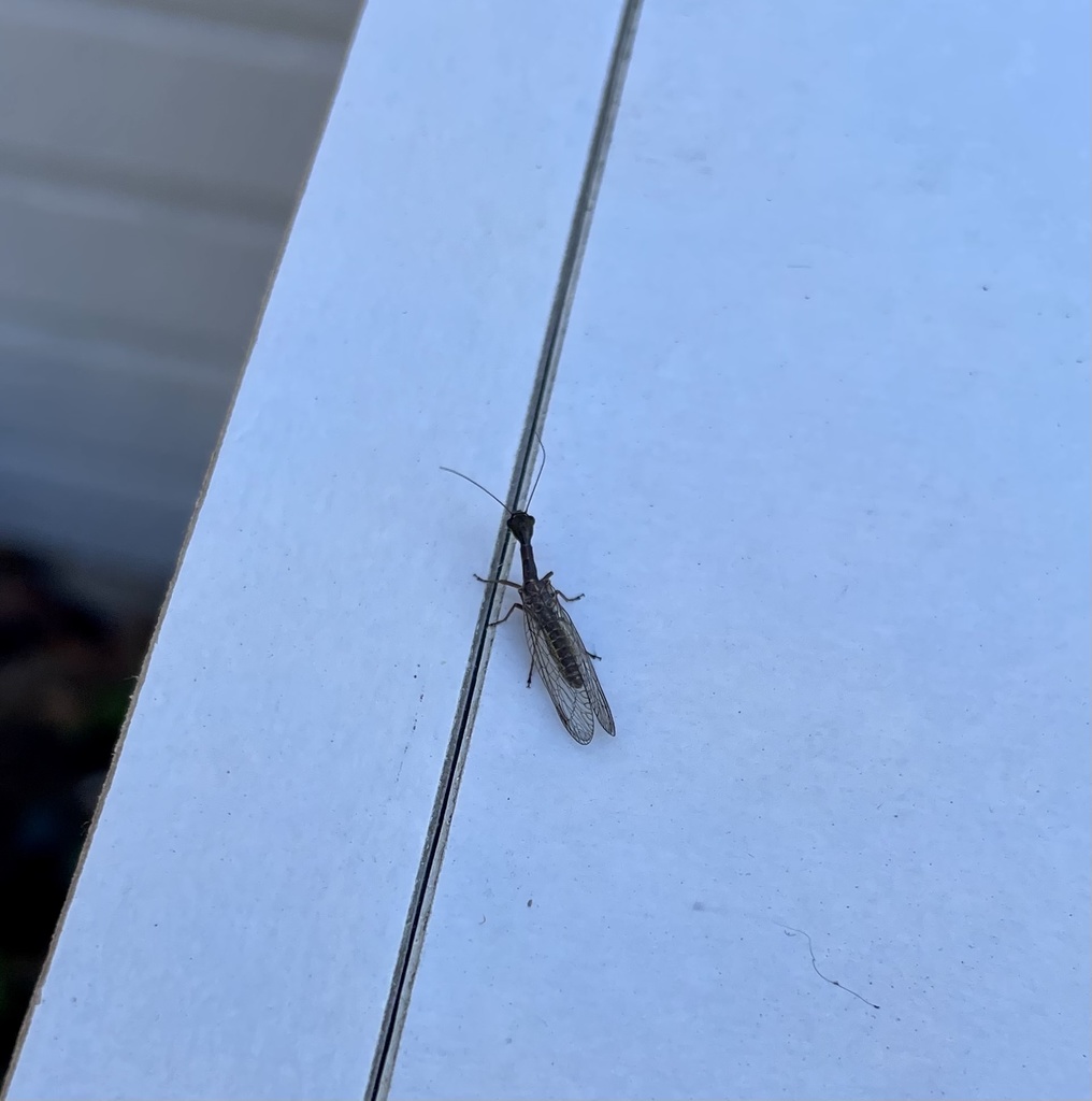 Common Snakeflies from Oak Ridge Rd, Santa Barbara, CA, US on March 09 ...