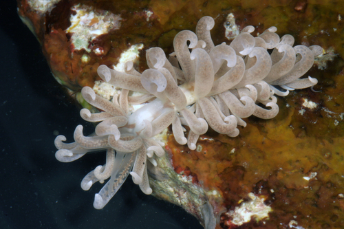 Phyllodesmium parangatum · iNaturalist