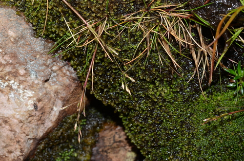 Deschampsia gracillima · NaturaLista Colombia