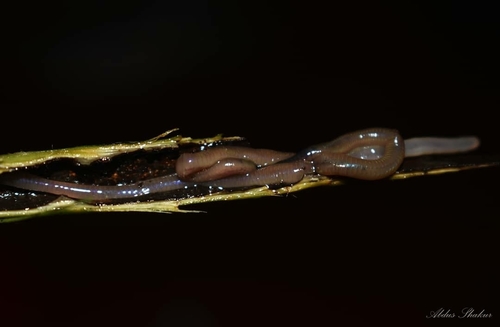 Perionyx pullus · iNaturalist