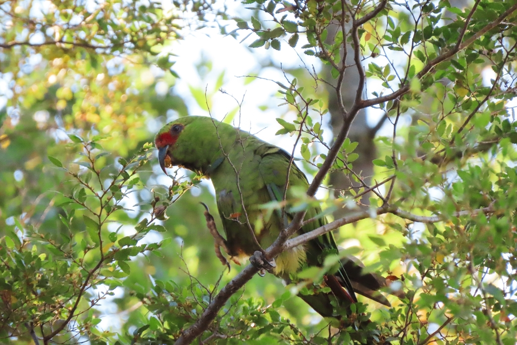 Slender-billed Parakeet from Villarrica, Araucanía, Chile on February ...
