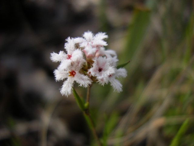 common beard-heath from Diamond Creek VIC 3089, Australia on November ...