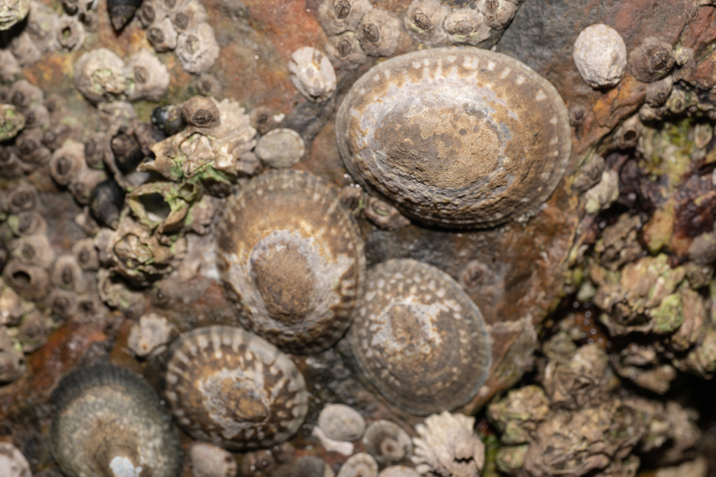 Lottia Limpets from Capital, British Columbia, Canada on March 09, 2021 ...