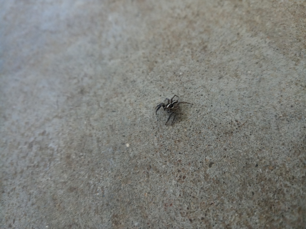 Pantropical Jumping Spider from Andhra Pradesh 534199, India on March ...