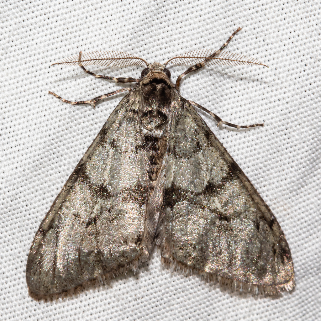 Small Phigalia Moth from Patuxent Research Refuge, Anne Arundel ...