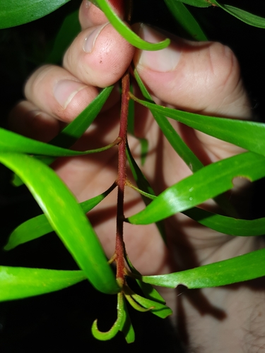 Persoonia volcanica · iNaturalist