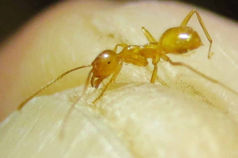 Lasius atopus from Gates Canyon on October 1, 2014 by Matthew Prebus ...