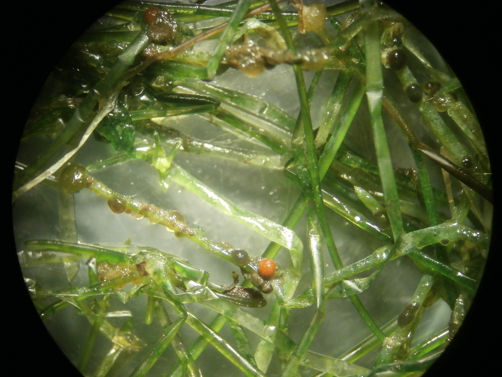 Starry Stonewort from St Lawrence County, NY, USA on August 5, 2016 at ...