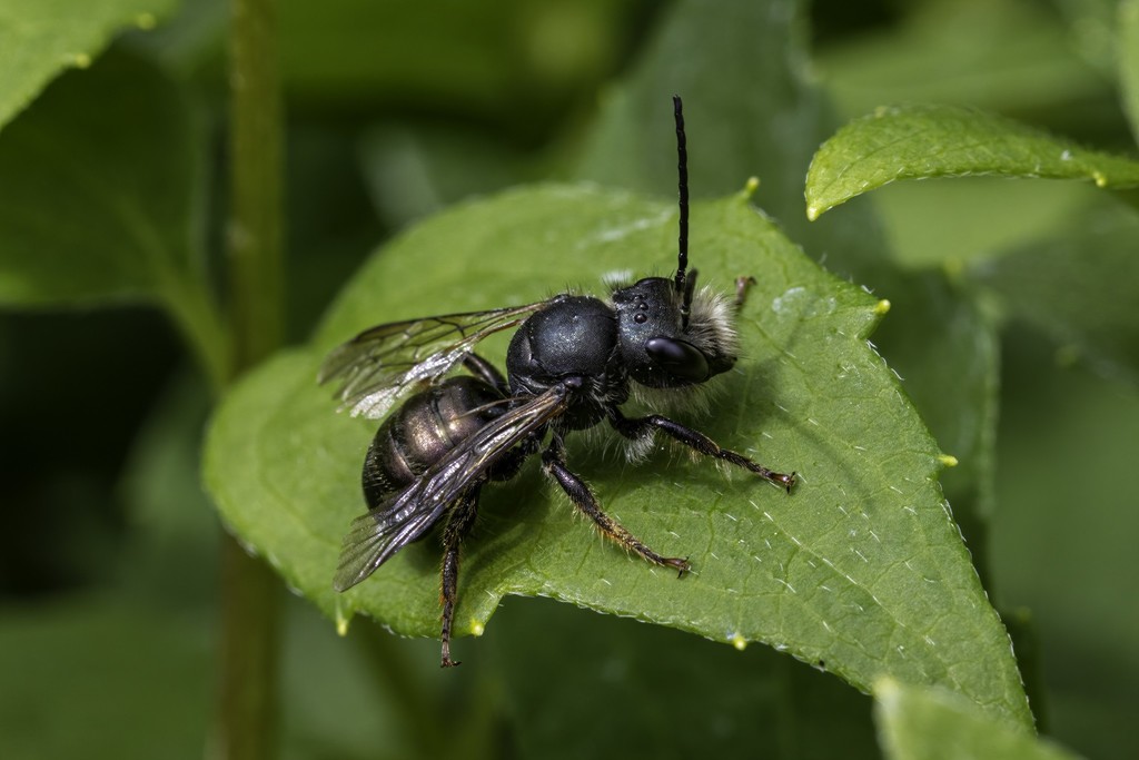 Red Mason Bee from Dothill, Wellington, Telford TF1, UK on May 1, 2020 ...