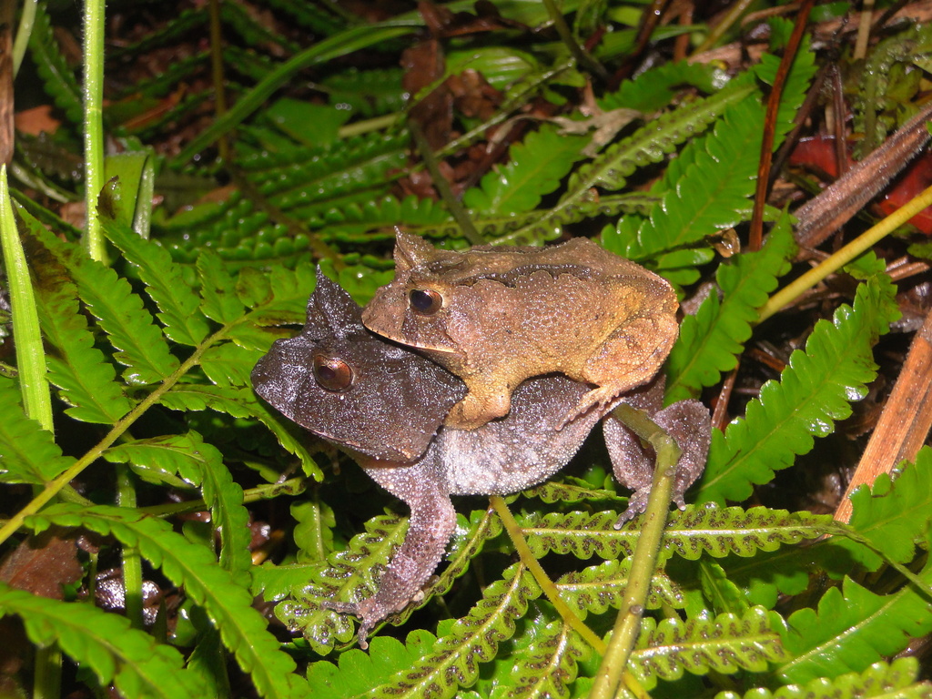Renal Smooth-horned Frog from Unnamed Rd, 57750-000, Quebrangulo - AL ...