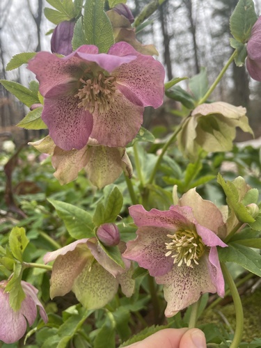 Observations by antzilla · iNaturalist