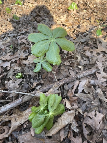 Observations by antzilla · iNaturalist