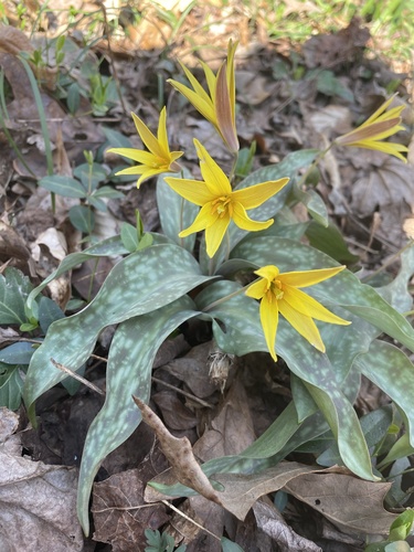 Observations by antzilla · iNaturalist