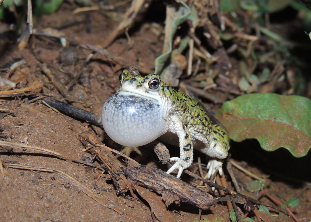 Chihuahuan Green Toad in July 2014 by naiad_lad · iNaturalist
