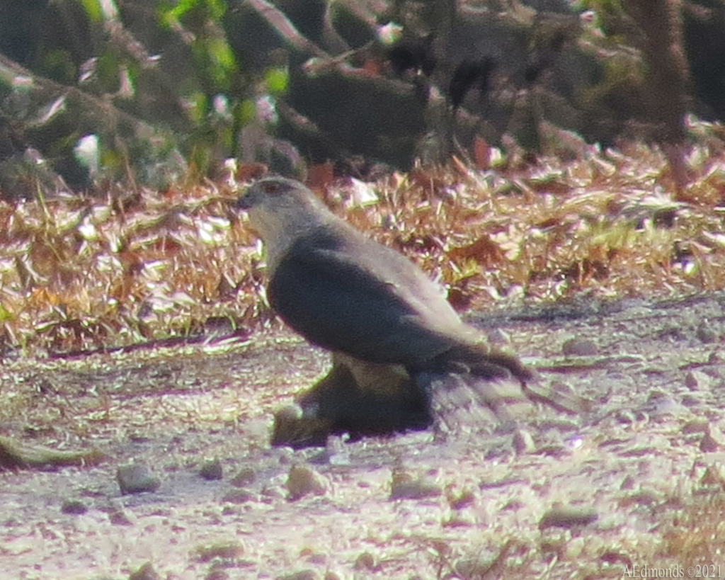 Sharp-shinned Hawk in March 2021 by Aaron A. Edmonds. - Proudly perched ...
