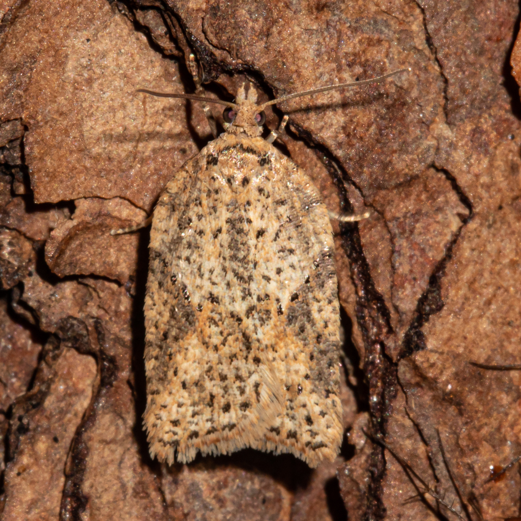 Acleris negundana from Anne Arundel County, MD, USA on March 10, 2021 ...