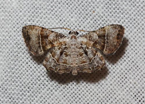 Epiplema stereogramma · iNaturalist Mexico