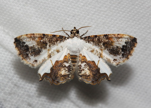 Epiplema desistaria · iNaturalist