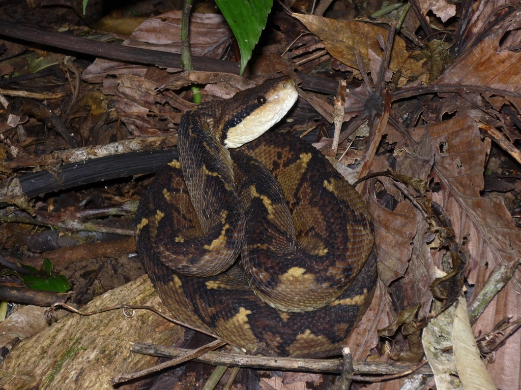 Central American Bushmaster from Santa Fé, Panamá on January 23, 2011 ...