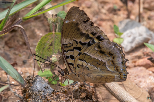 Subespecies Charaxes numenes aequatorialis · iNaturalist Mexico
