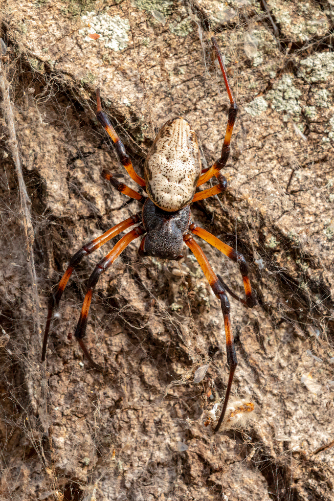 African Hermit Spider from Livingstone, Zambia on October 07, 2018 at ...