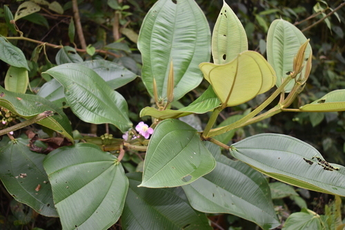 Blakea superba · iNaturalist