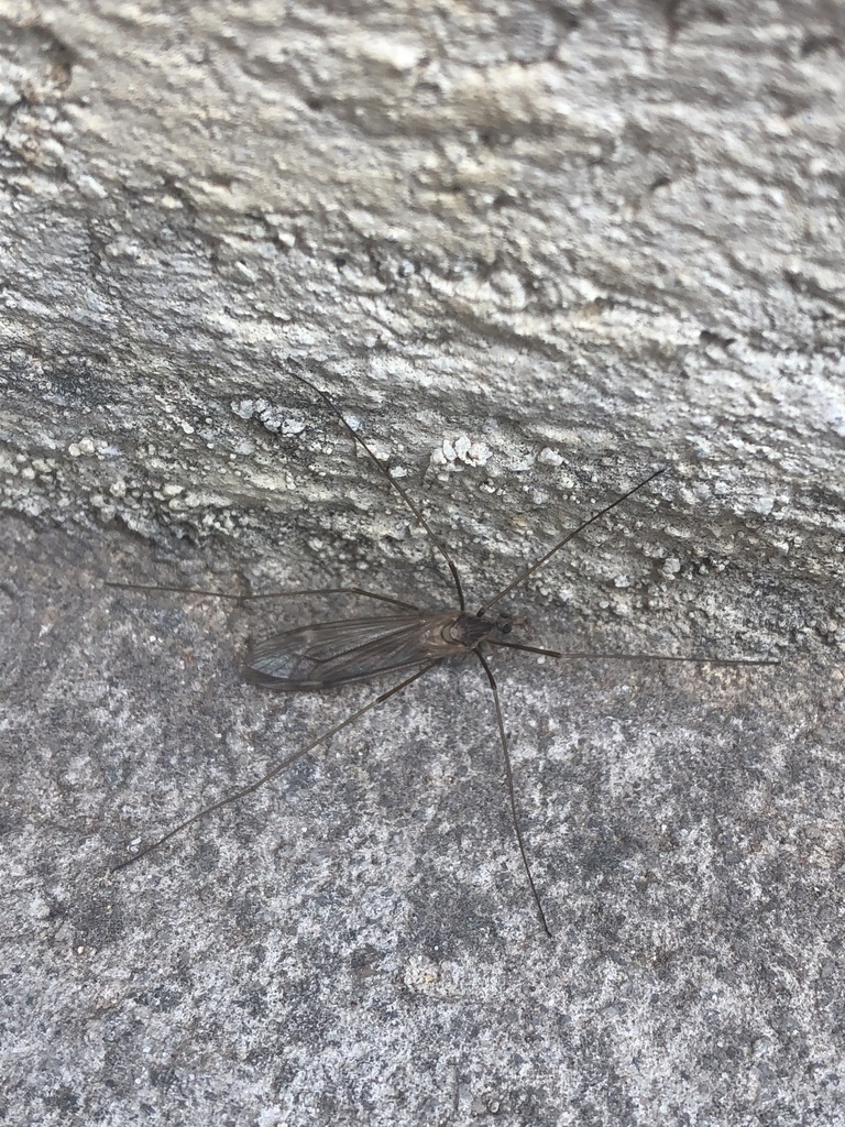 Typical Crane Flies from W Hickory St, Denton, TX, US on March 11, 2021 ...