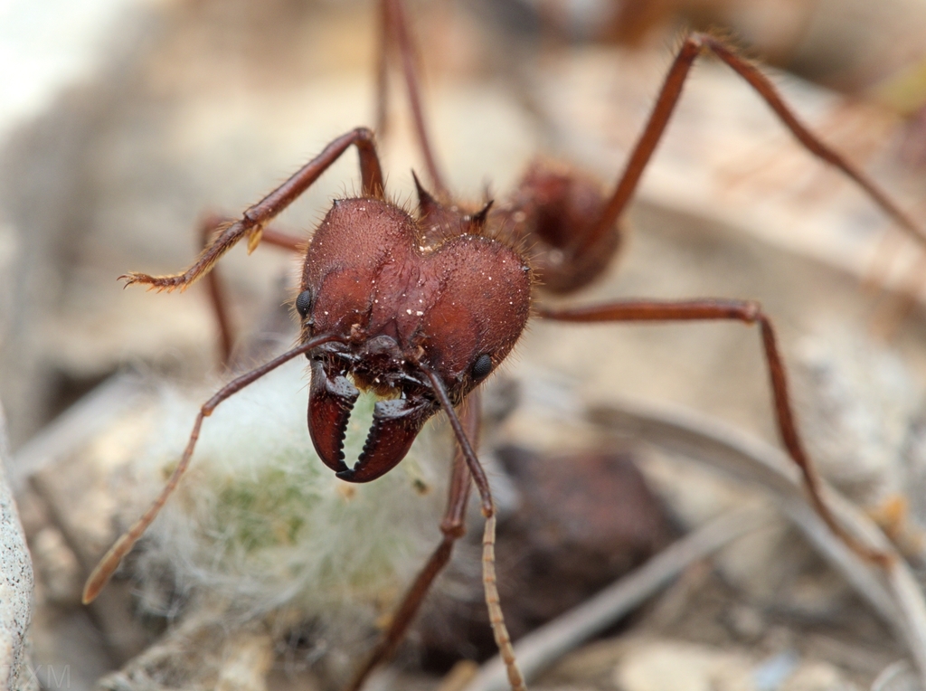 Texas Leafcutter Ant from Del Rio, TX 78840, USA on March 08, 2021 at ...