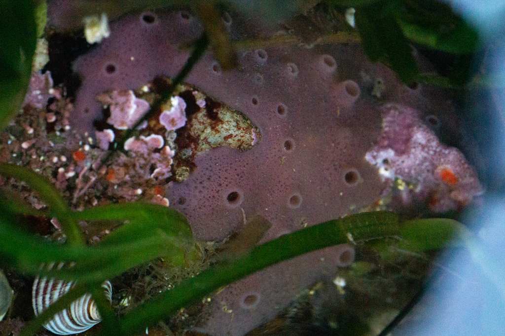 Pink Turret Sponge from Capital, BC, Canada on March 11, 2021 at 04:21 ...